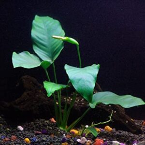 Florida 10 Species Live Aquarium Plants Bundle