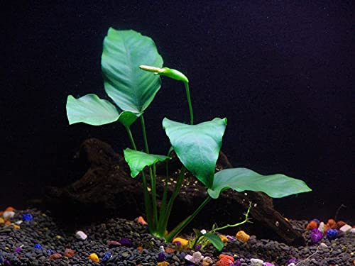 Florida 10 Species Live Aquarium Plants Bundle