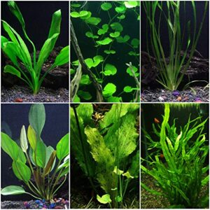 discus-warm water aquarium plant bundle