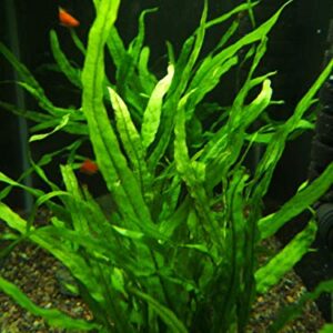 Discus-Warm Water Aquarium Plant Bundle