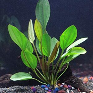 Discus-Warm Water Aquarium Plant Bundle