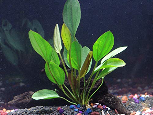 Discus-Warm Water Aquarium Plant Bundle