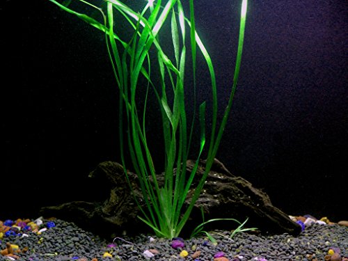 Discus-Warm Water Aquarium Plant Bundle