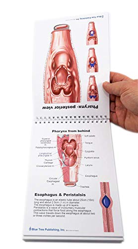 SLP Anatomy Flip Book Speech Language Pathology