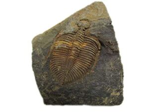 sunnyhill real trilobite fossil come from western hunan of china 450 million years ago