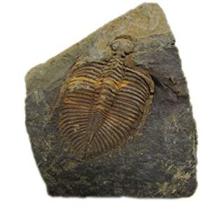 Sunnyhill Real Trilobite Fossil Come from Western Hunan of China 450 Million Years ago