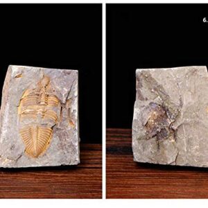 Sunnyhill Real Trilobite Fossil Come from Western Hunan of China 450 Million Years ago