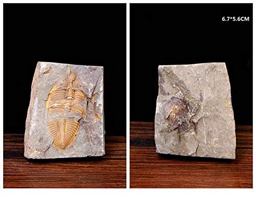 Sunnyhill Real Trilobite Fossil Come from Western Hunan of China 450 Million Years ago