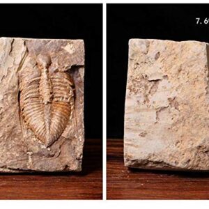 Sunnyhill Real Trilobite Fossil Come from Western Hunan of China 450 Million Years ago