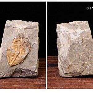 Sunnyhill Real Trilobite Fossil Come from Western Hunan of China 450 Million Years ago