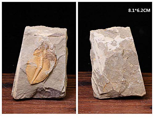 Sunnyhill Real Trilobite Fossil Come from Western Hunan of China 450 Million Years ago