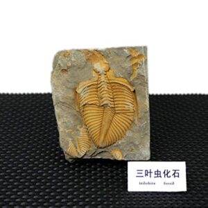 Sunnyhill Real Trilobite Fossil Come from Western Hunan of China 450 Million Years ago