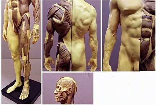 ALKITA 30CM Human Anatomical Anatomy Skull Head Body Muscle Bone Resin Model Male Golden