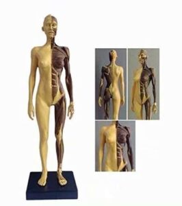 alkita 30cm human anatomical anatomy skull head body muscle bone resin model female golden