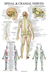 palace learning spinal nerves anatomical chart - spine and cranial nervous system anatomy poster (with dermatomes) (laminated, 18 x 24)