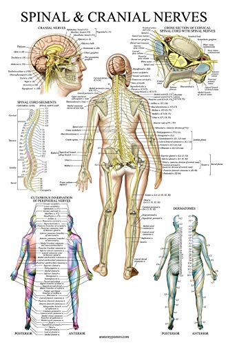 Palace Learning Spinal Nerves Anatomical Chart - Spine and Cranial Nervous System Anatomy Poster (with Dermatomes) (LAMINATED, 18 x 24)