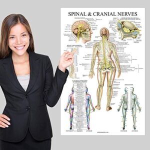 Palace Learning Spinal Nerves Anatomical Chart - Spine and Cranial Nervous System Anatomy Poster (with Dermatomes) (LAMINATED, 18 x 24)