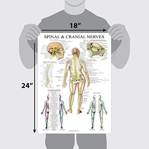 Palace Learning Spinal Nerves Anatomical Chart - Spine and Cranial Nervous System Anatomy Poster (with Dermatomes) (LAMINATED, 18 x 24)