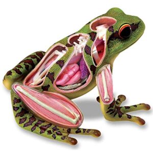 TEDCO 4D Vision Frog Anatomy Model