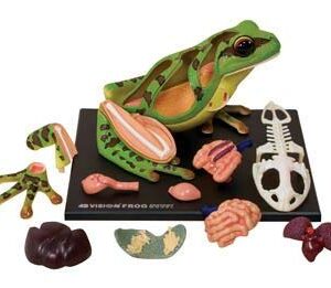 TEDCO 4D Vision Frog Anatomy Model