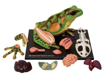 TEDCO 4D Vision Frog Anatomy Model