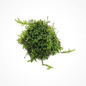 substratesource christmas moss live aquarium plant - freshwater fish tank decorations for natural aquatic décor (golf ball)