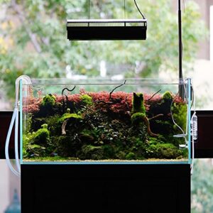 SubstrateSource Christmas Moss Live Aquarium Plant - Freshwater Fish Tank Decorations for Natural Aquatic Décor (Golf Ball)