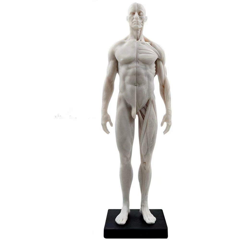 Global-Dental 11 inch Male Human Anatomical Model Art Anatomical Figure White