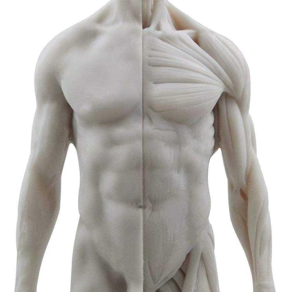 Global-Dental 11 inch Male Human Anatomical Model Art Anatomical Figure White