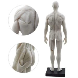 Global-Dental 11 inch Male Human Anatomical Model Art Anatomical Figure White