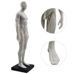 Global-Dental 11 inch Male Human Anatomical Model Art Anatomical Figure White