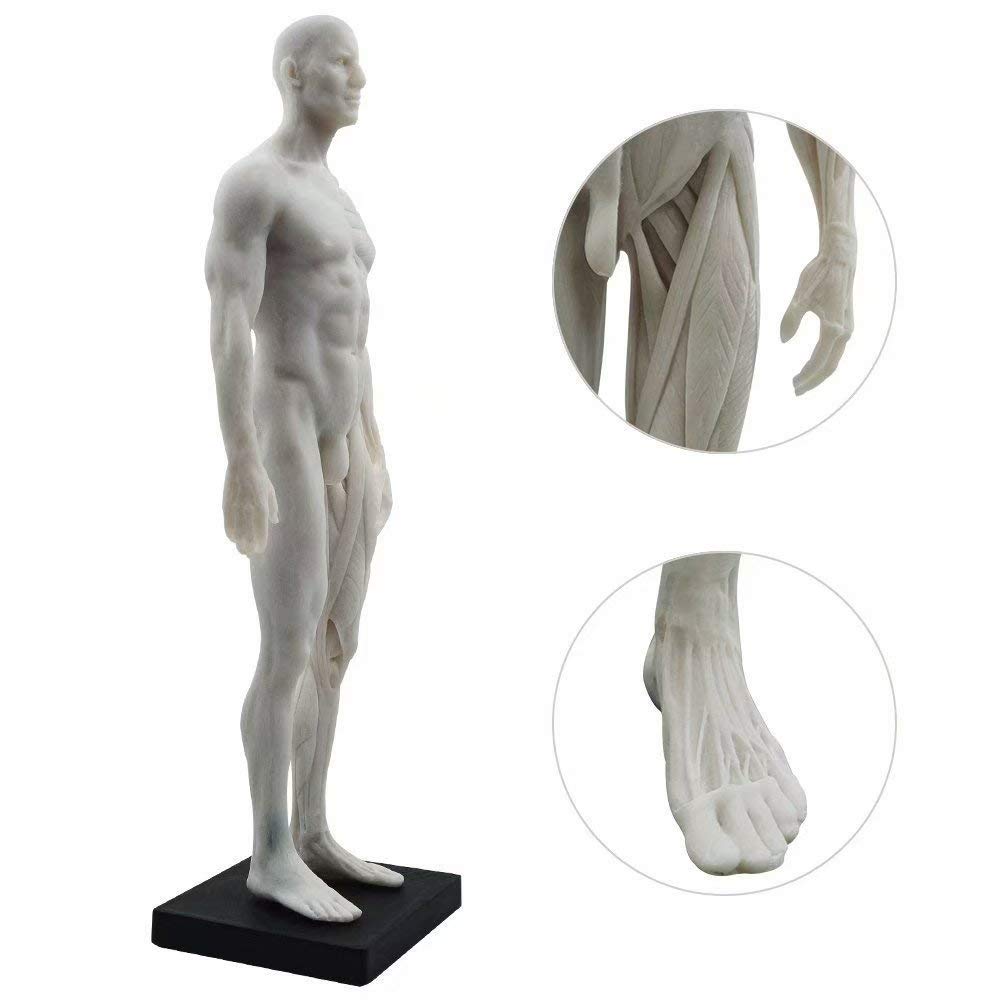 Global-Dental 11 inch Male Human Anatomical Model Art Anatomical Figure White