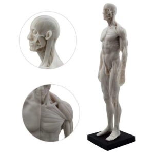 Global-Dental 11 inch Male Human Anatomical Model Art Anatomical Figure White