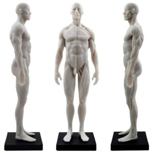 Global-Dental 11 inch Male Human Anatomical Model Art Anatomical Figure White