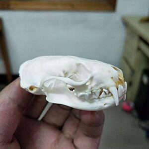 Hot weasel Skull Taxidermy supplies art bone vet medicine 1:1