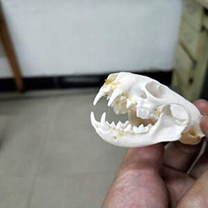 Hot weasel Skull Taxidermy supplies art bone vet medicine 1:1