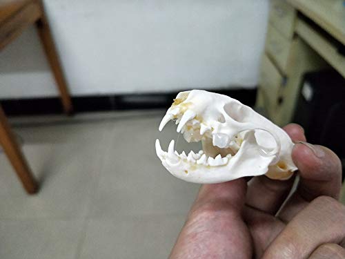 Hot weasel Skull Taxidermy supplies art bone vet medicine 1:1