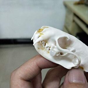 Hot weasel Skull Taxidermy supplies art bone vet medicine 1:1