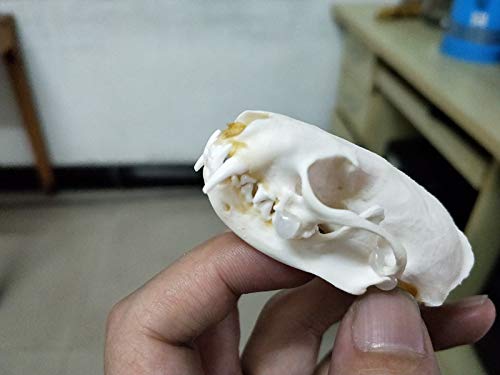 Hot weasel Skull Taxidermy supplies art bone vet medicine 1:1