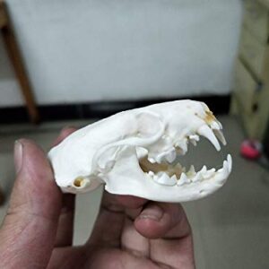 Hot weasel Skull Taxidermy supplies art bone vet medicine 1:1