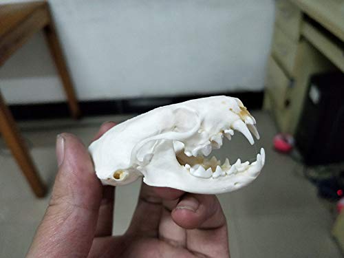 Hot weasel Skull Taxidermy supplies art bone vet medicine 1:1