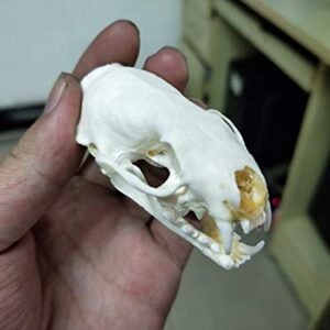 Hot weasel Skull Taxidermy supplies art bone vet medicine 1:1