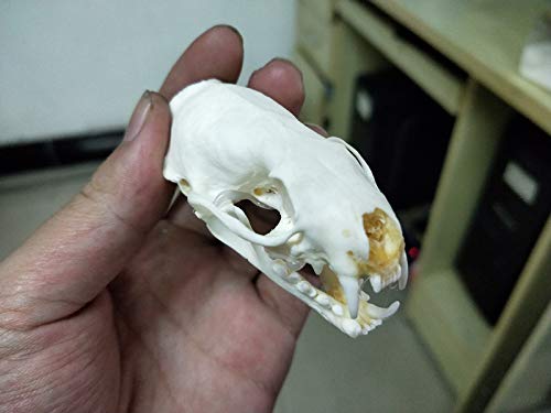 Hot weasel Skull Taxidermy supplies art bone vet medicine 1:1