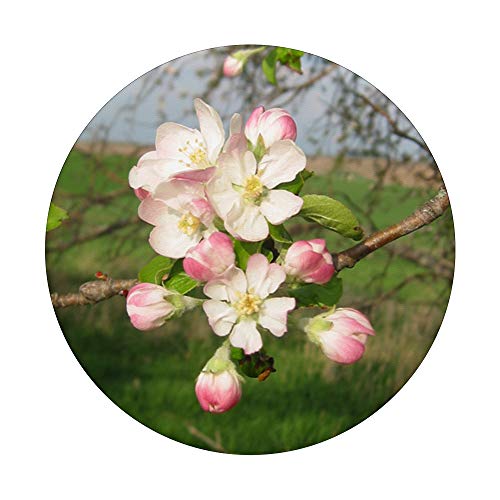 Apple Blossom Flowers Spring Floral Lover Gift