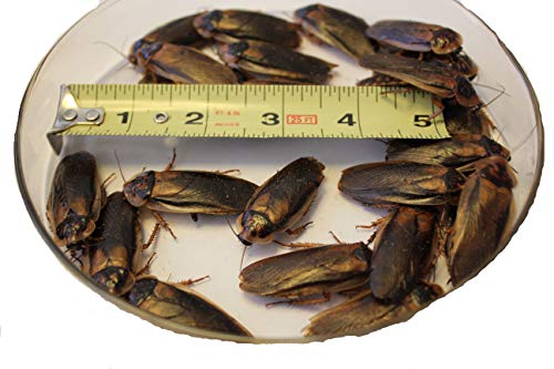 25 Adult Male Dubia Roaches to Feed Your Reptile