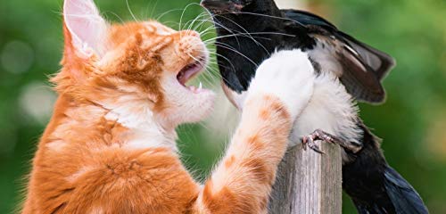 CatBib - Saves Birds, Protects Cats (Small, Turquoise)