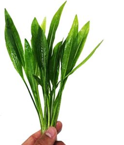 planterest – amazon sword bundle medium easy background live aquarium plant decorations buy2get1free