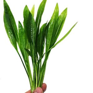 Planterest – Amazon Sword Bundle Medium Easy Background Live Aquarium Plant Decorations BUY2GET1FREE