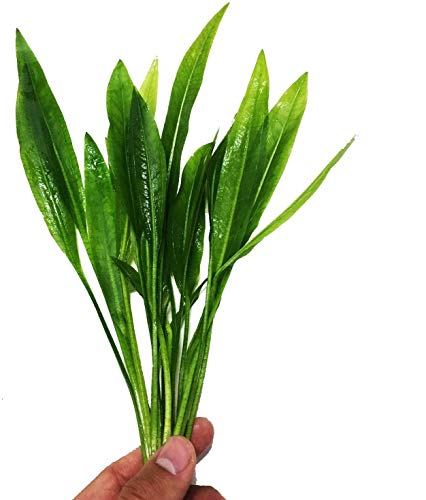 Planterest – Amazon Sword Bundle Medium Easy Background Live Aquarium Plant Decorations BUY2GET1FREE