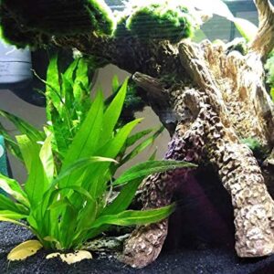 Planterest – Amazon Sword Bundle Medium Easy Background Live Aquarium Plant Decorations BUY2GET1FREE